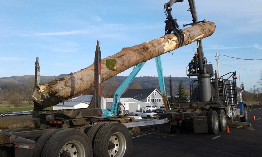 Forbes Slough Tree Removal – Puget Island Diking District